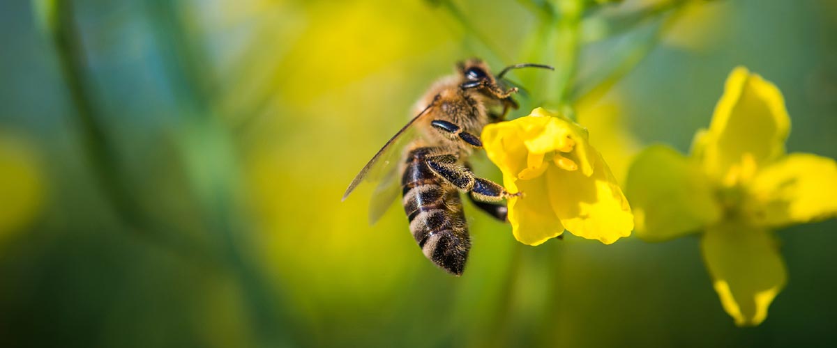 National Beekeeping Centre Wales - Home